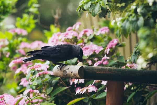 The Ultimate Bird Table Buyer’s Guide - Garden Shed Reviews